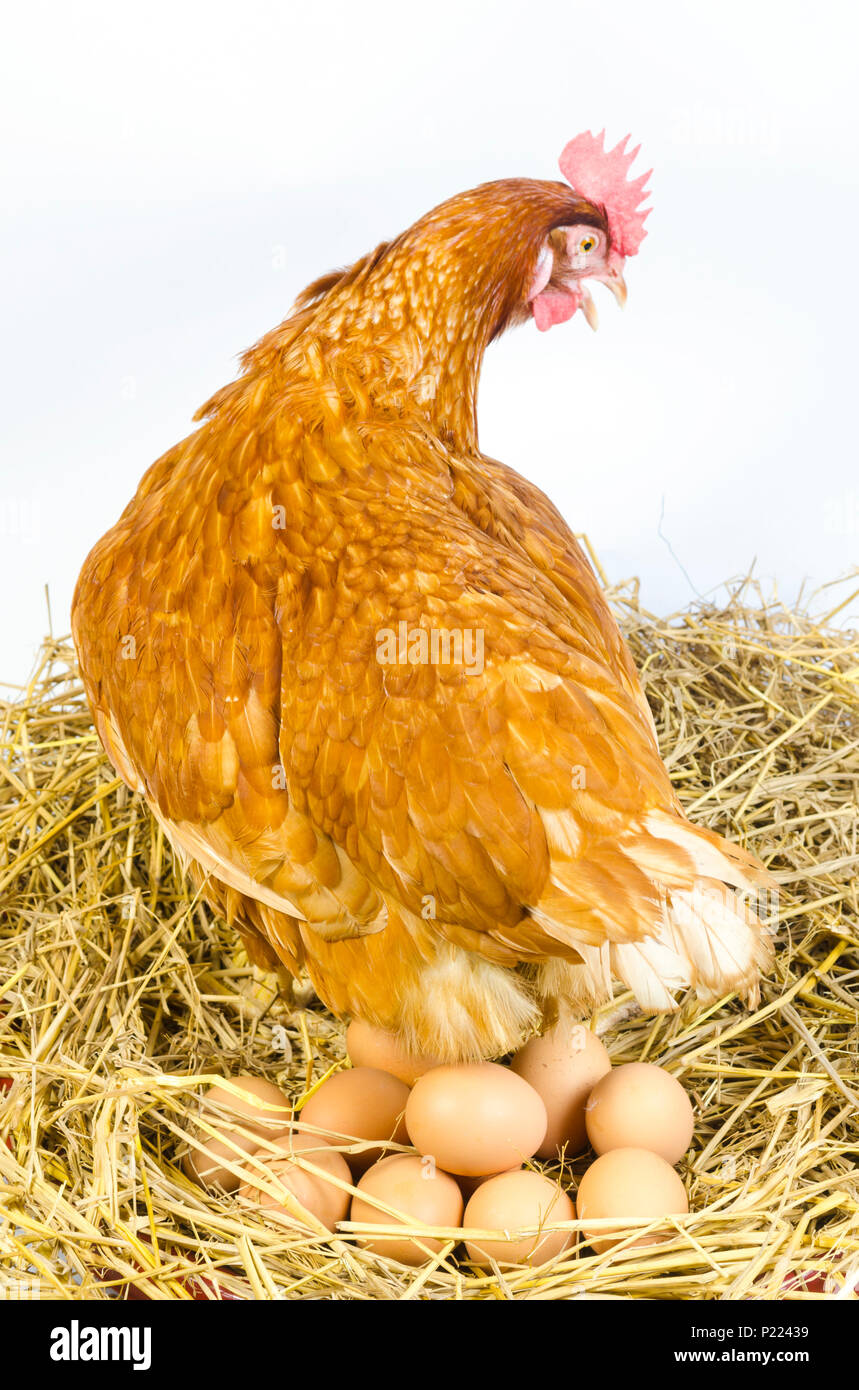 full body of brown chicken hen standing isolated white background use ...