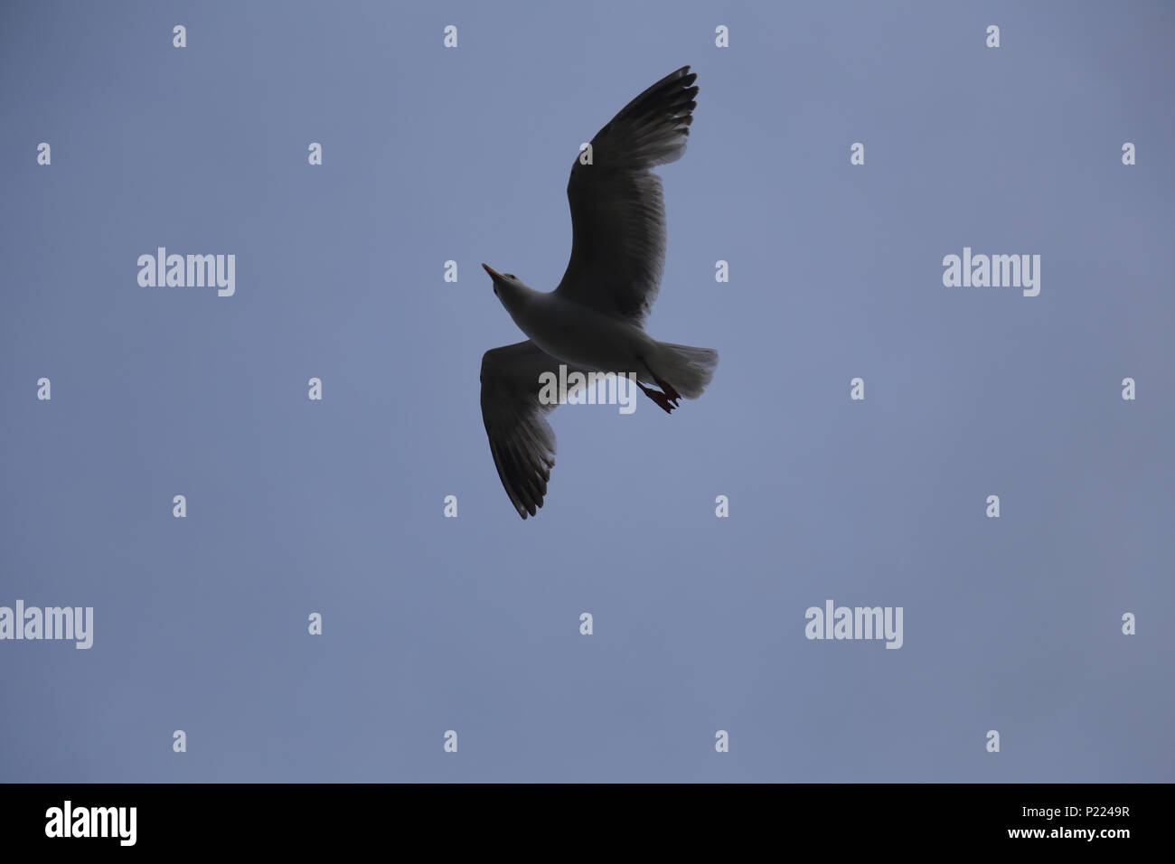 Seagull flying overhead Stock Photo - Alamy