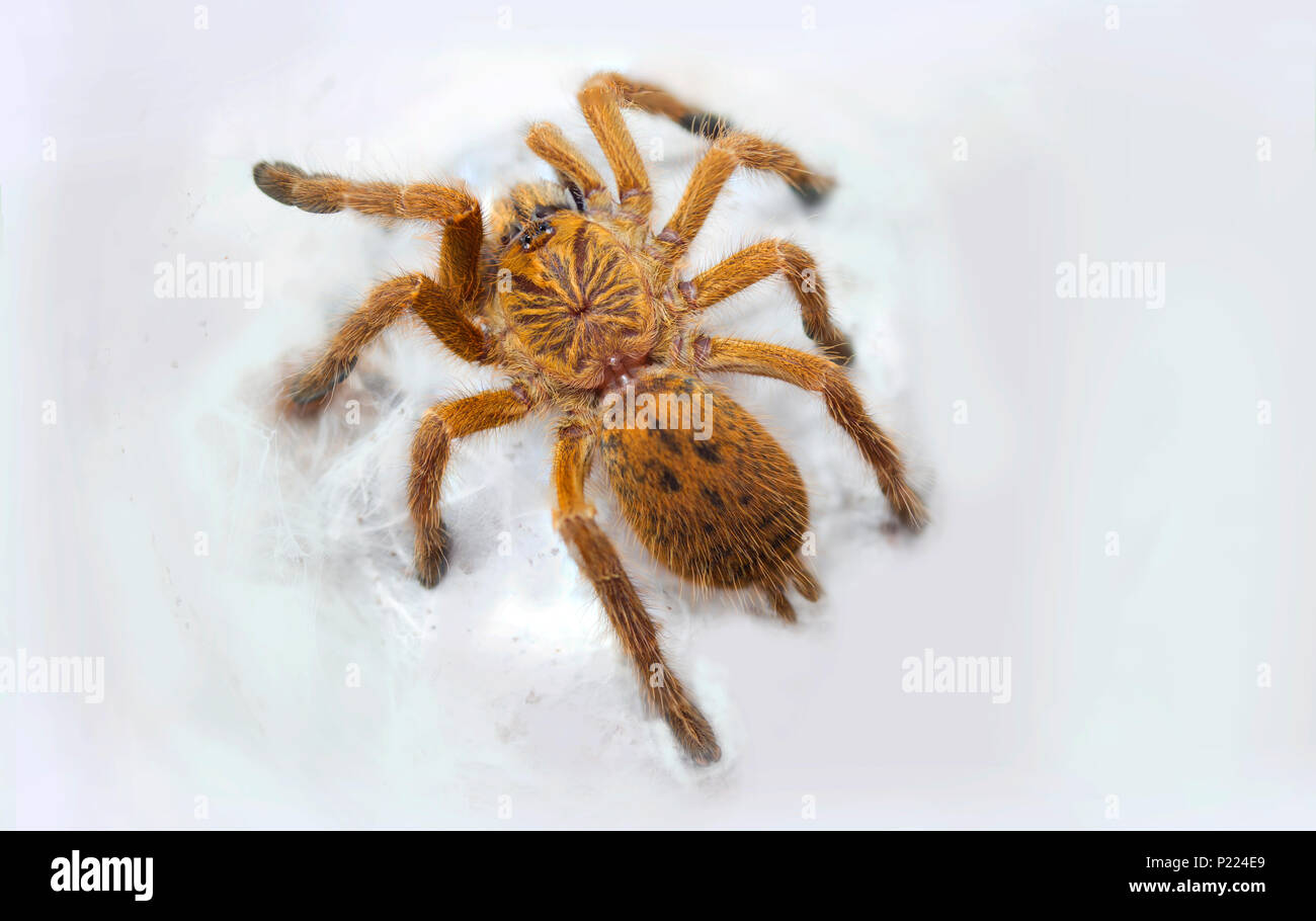 Orange Baboon Tarantula Stock Photo - Alamy