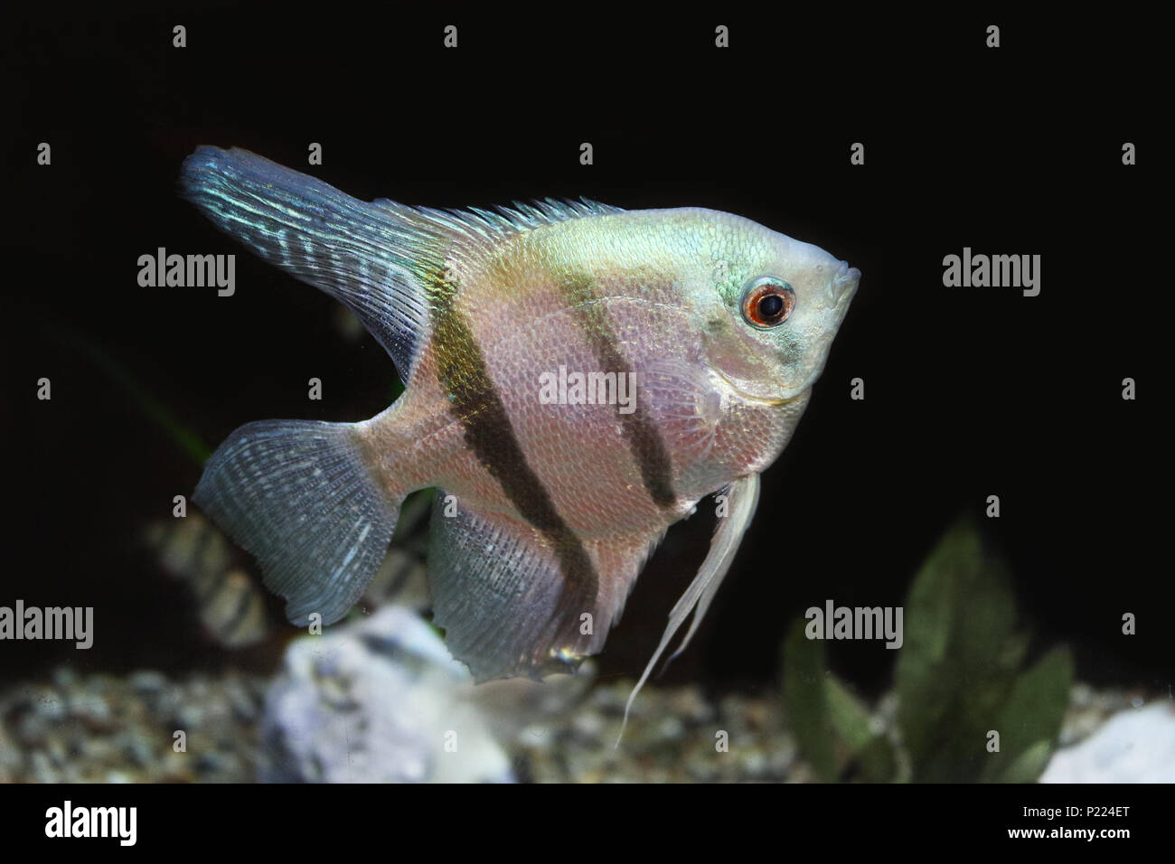 beautiful angel fish Stock Photo - Alamy