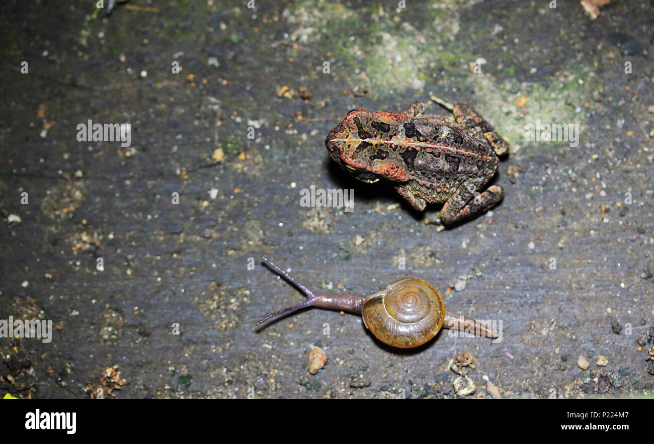 juvenile cane toad Stock Photo - Alamy