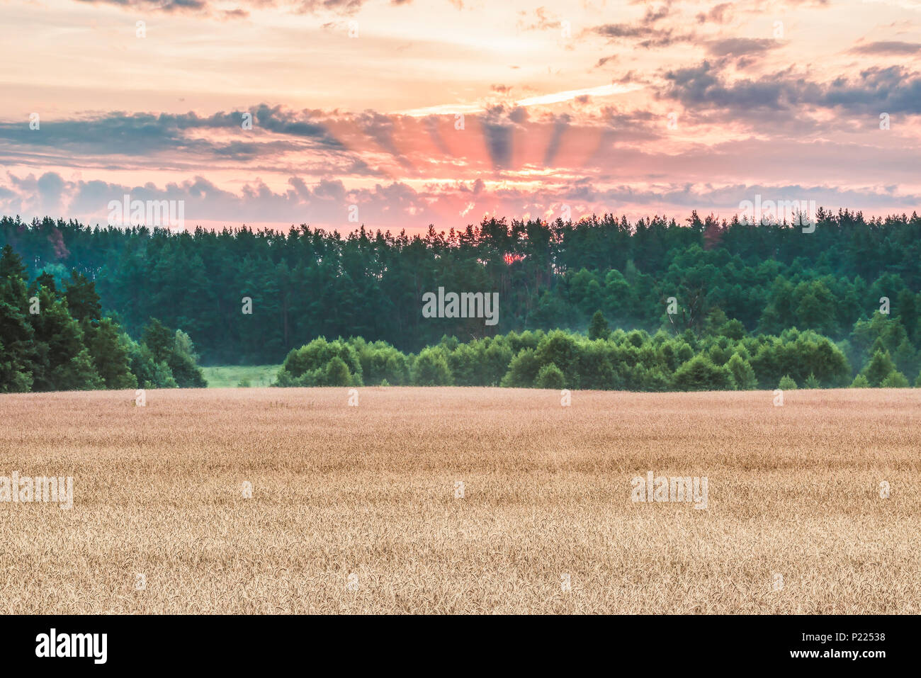 A bright dawn over the wheat field Stock Photo - Alamy