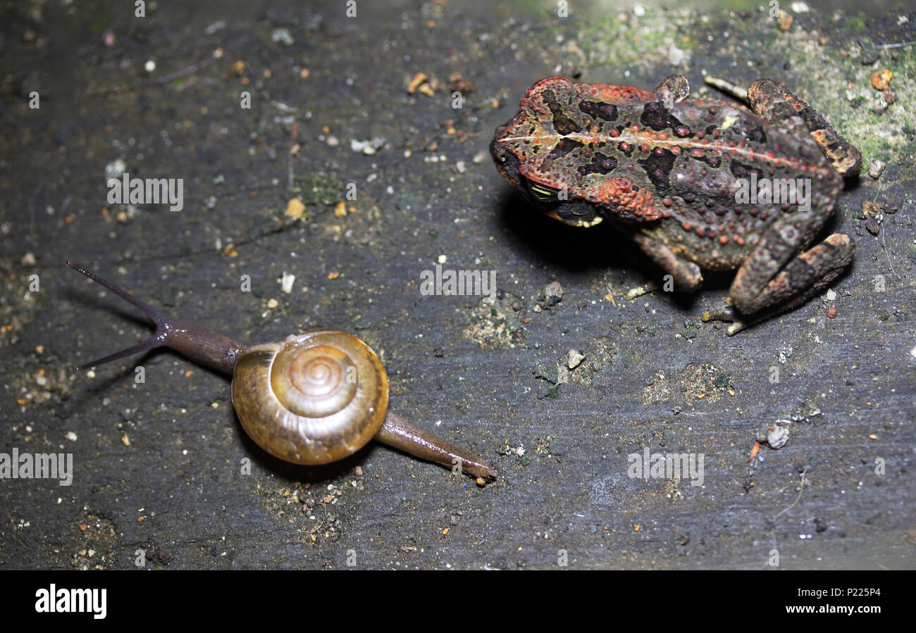 juvenile cane toad Stock Photo - Alamy