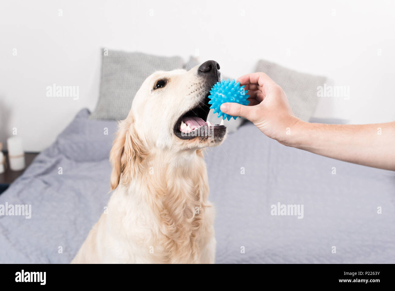 person giving blue ball to golden retriever dog at home Stock Photo - Alamy