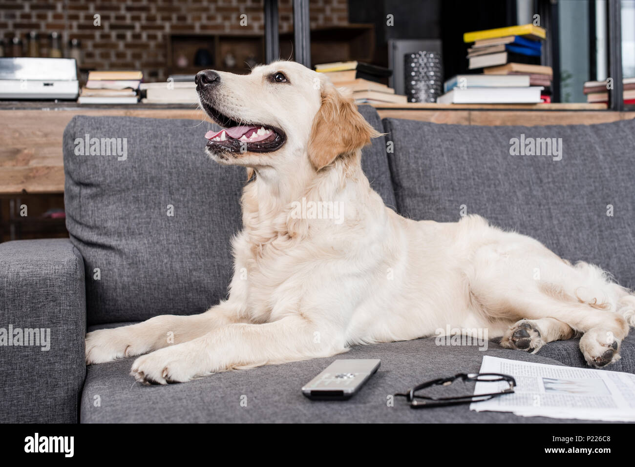 Dog Tv Remote High Resolution Stock Photography and Images - Alamy