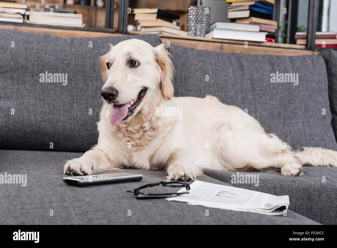Dog tv remote control hi-res stock photography and images - Alamy