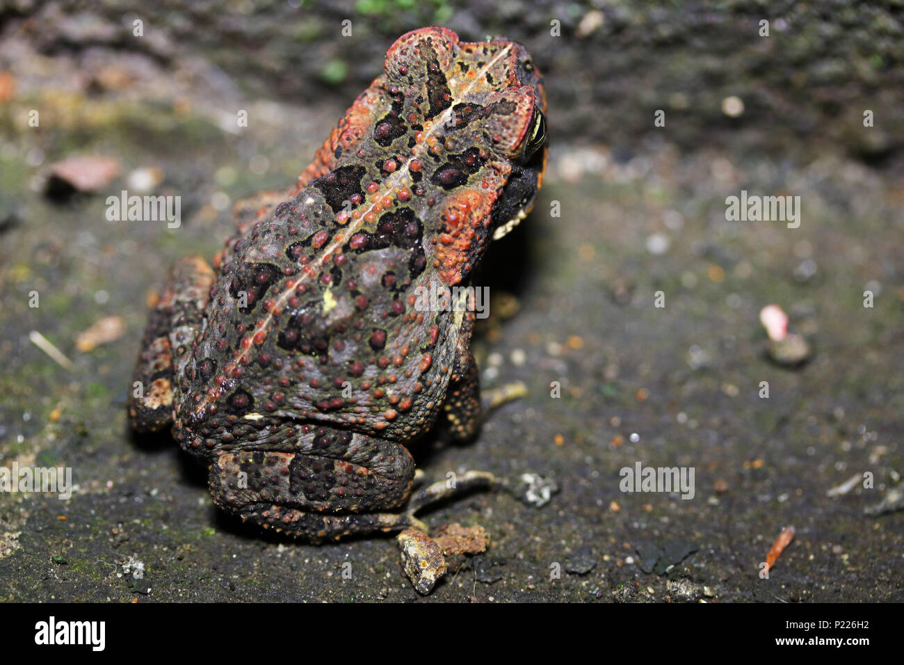 Juvenile cane toad bufo marinus hi-res stock photography and images - Alamy
