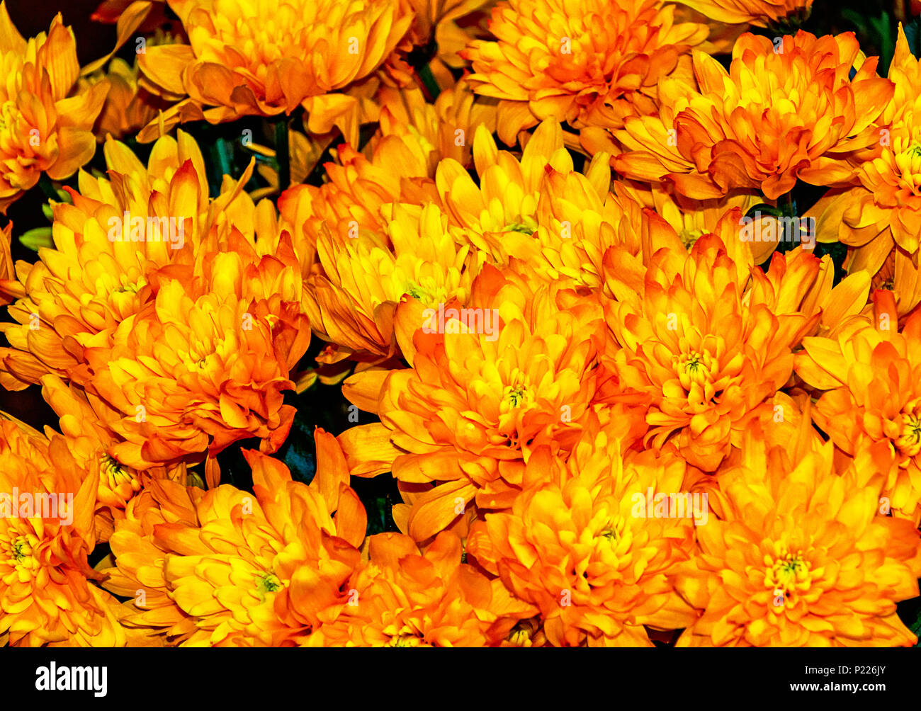 Closeup bouquet yellow orange chrysanthemums hi-res stock photography ...