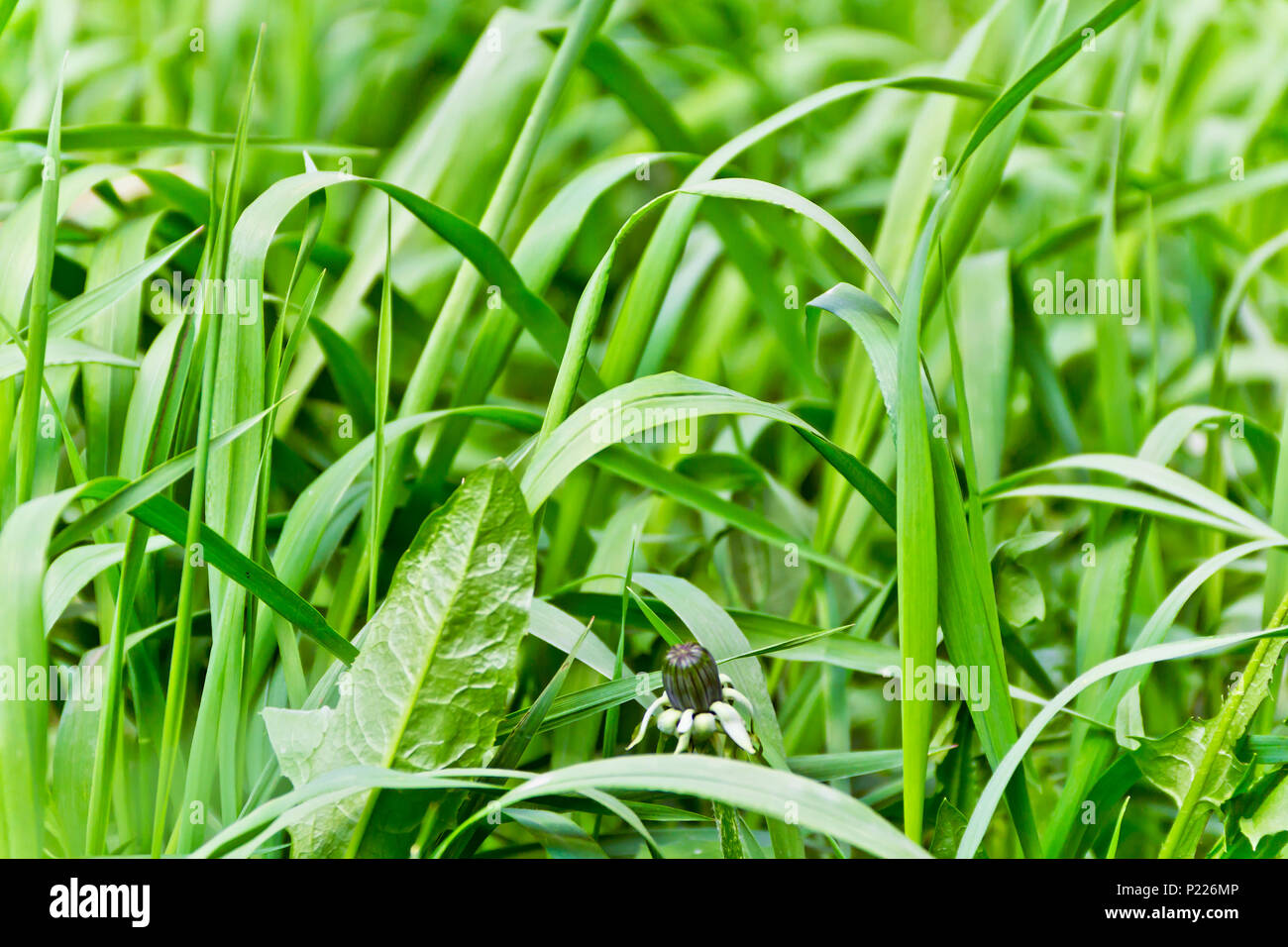Summer picture of saturate green grass texture Stock Photo - Alamy