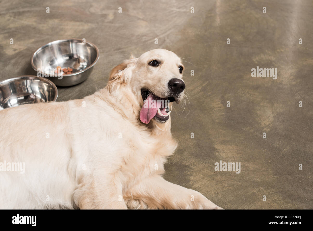 Funny Golden Retriever High Resolution Stock Photography and Images - Alamy
