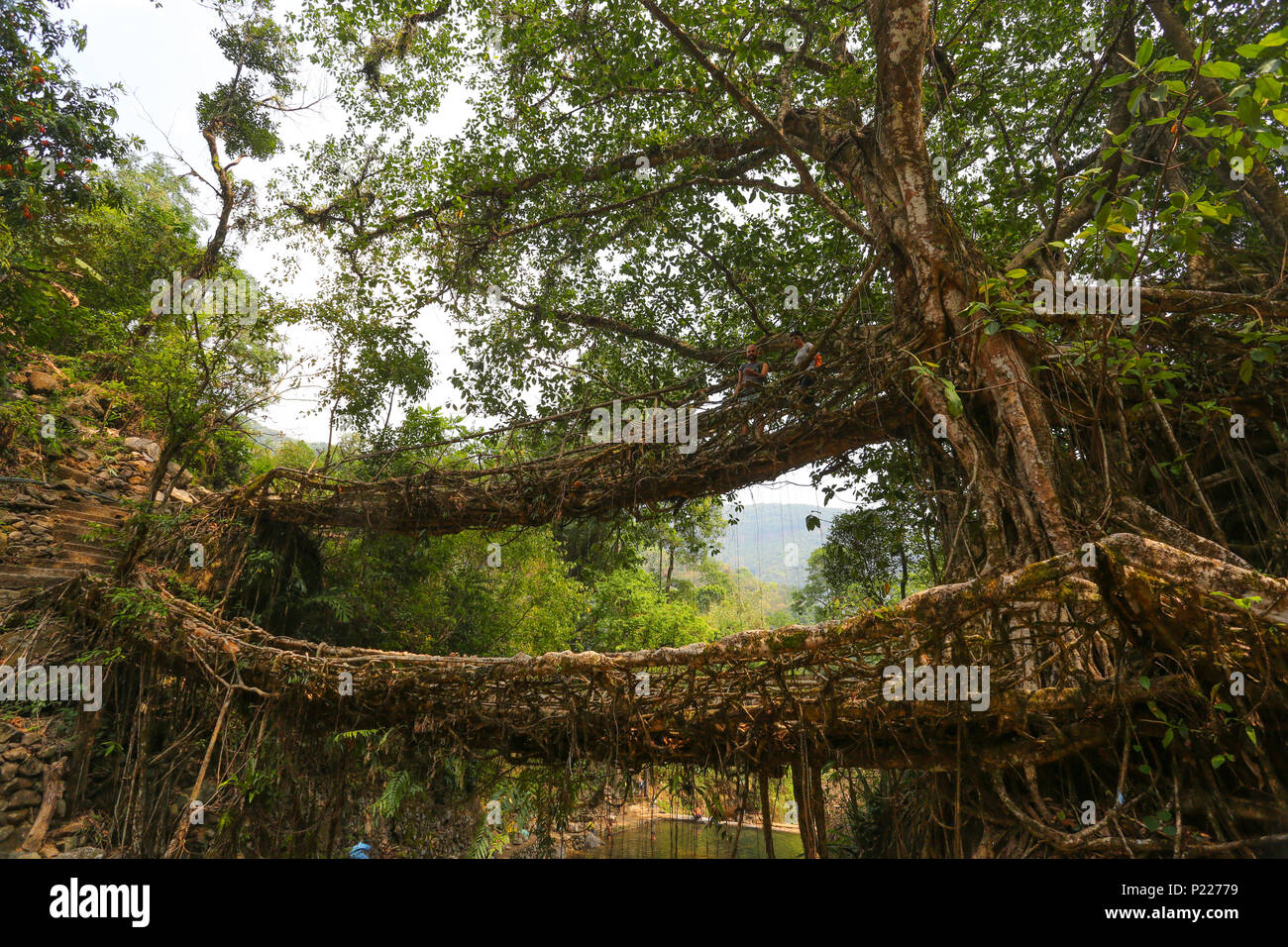Double Decker Root Bridge - Cherrapunjee (Meghalaya Stock Photo - Alamy