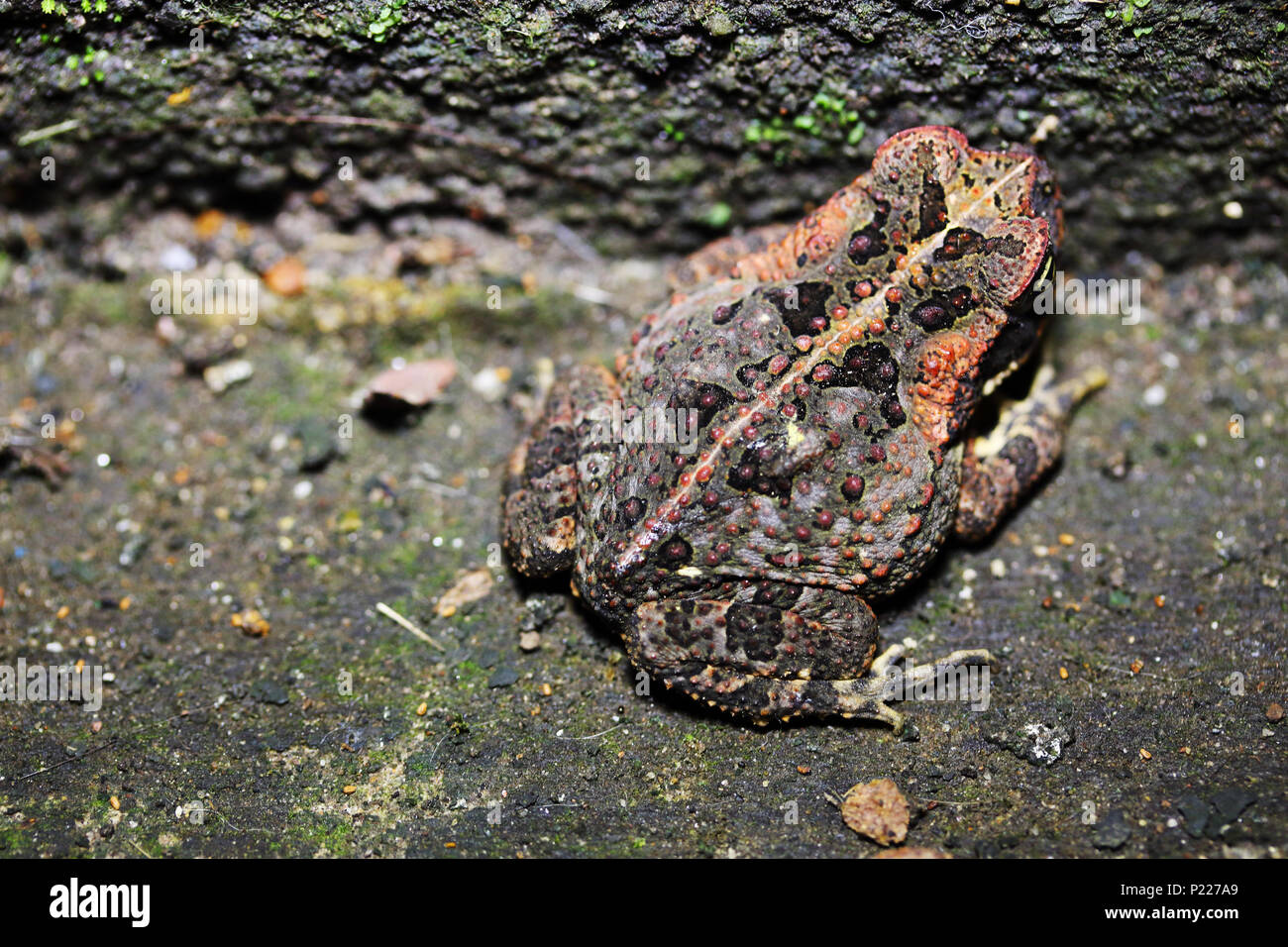 juvenile cane toad Stock Photo - Alamy