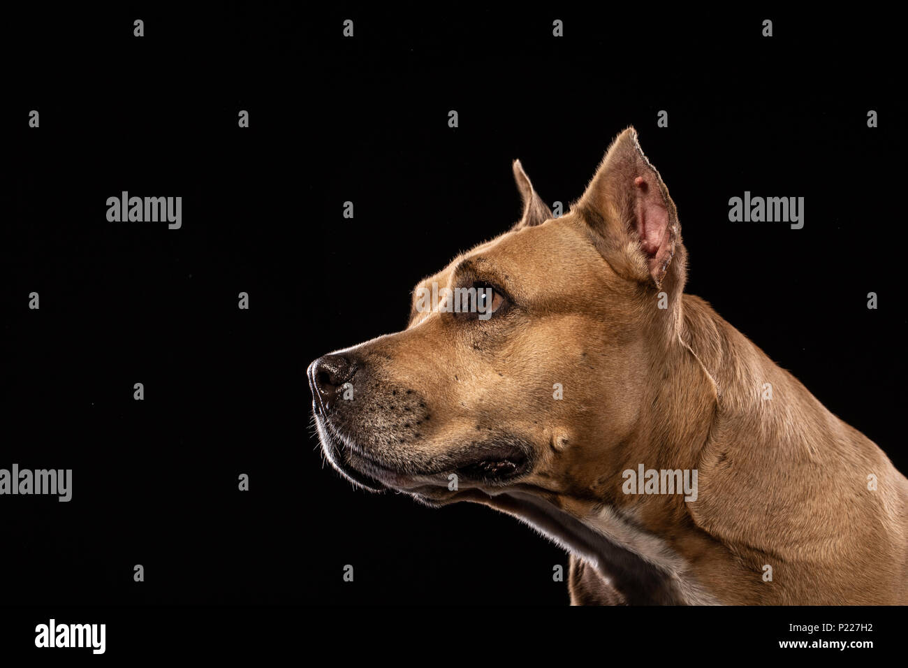 A Pit bull dog portrait close-up in studio with black background Stock ...