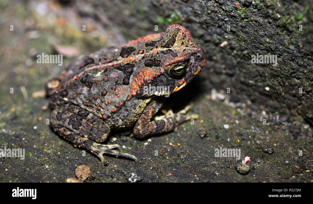 juvenile cane toad Stock Photo - Alamy