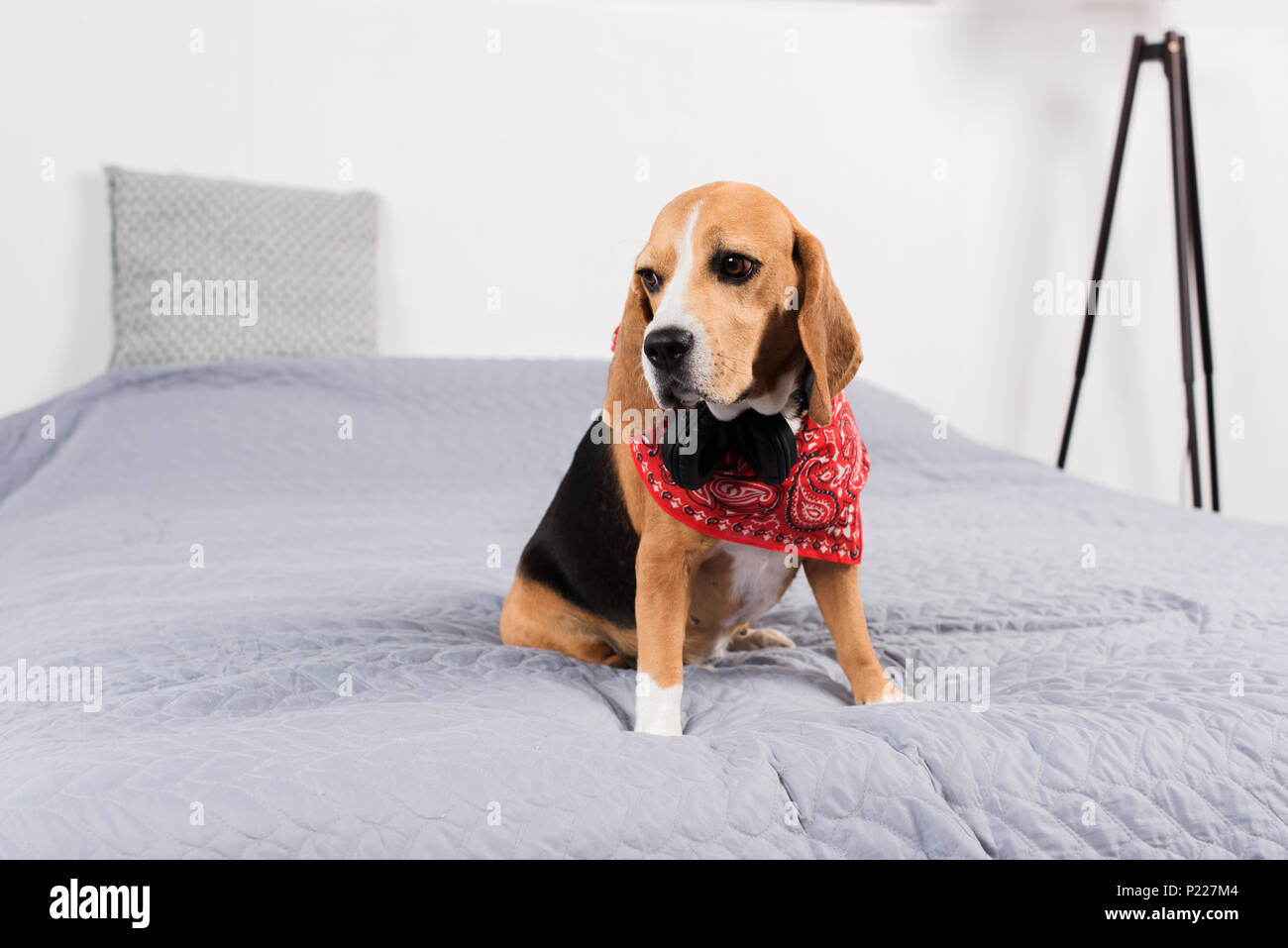 sad beagle dog in red bandana sitting on bed Stock Photo - Alamy