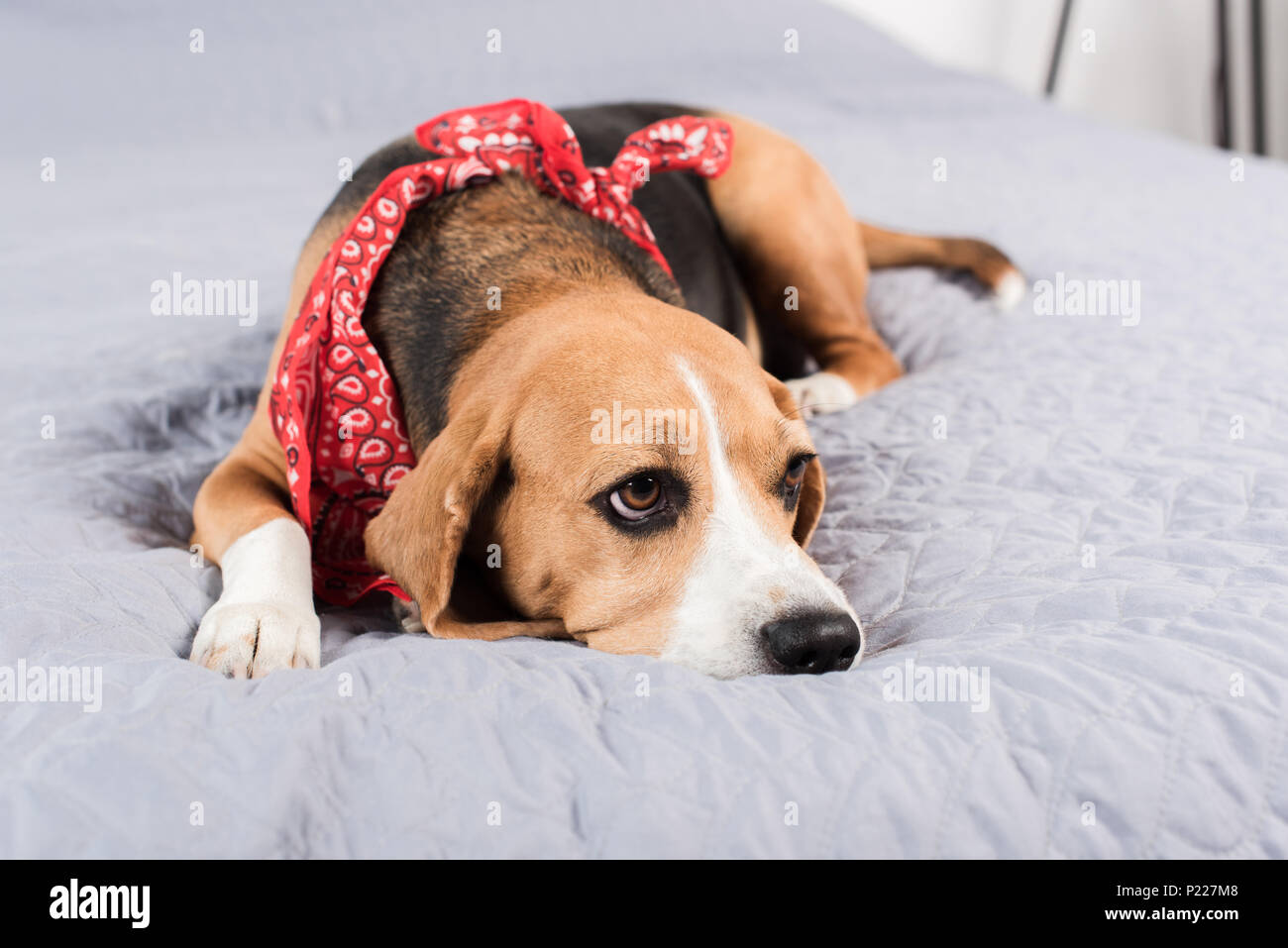 sad beagle dog in red bandana lying on bed Stock Photo - Alamy