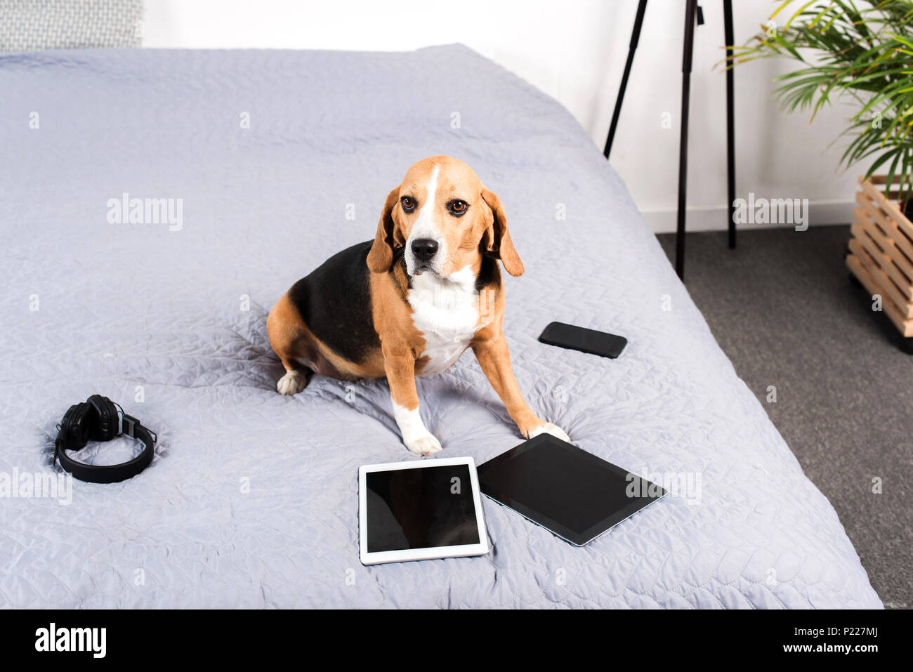beagle dog sitting on bed with digital tablets, smartphone and ...
