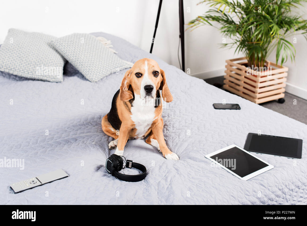 beagle dog sitting on bed with digital devices, headphones and tv ...