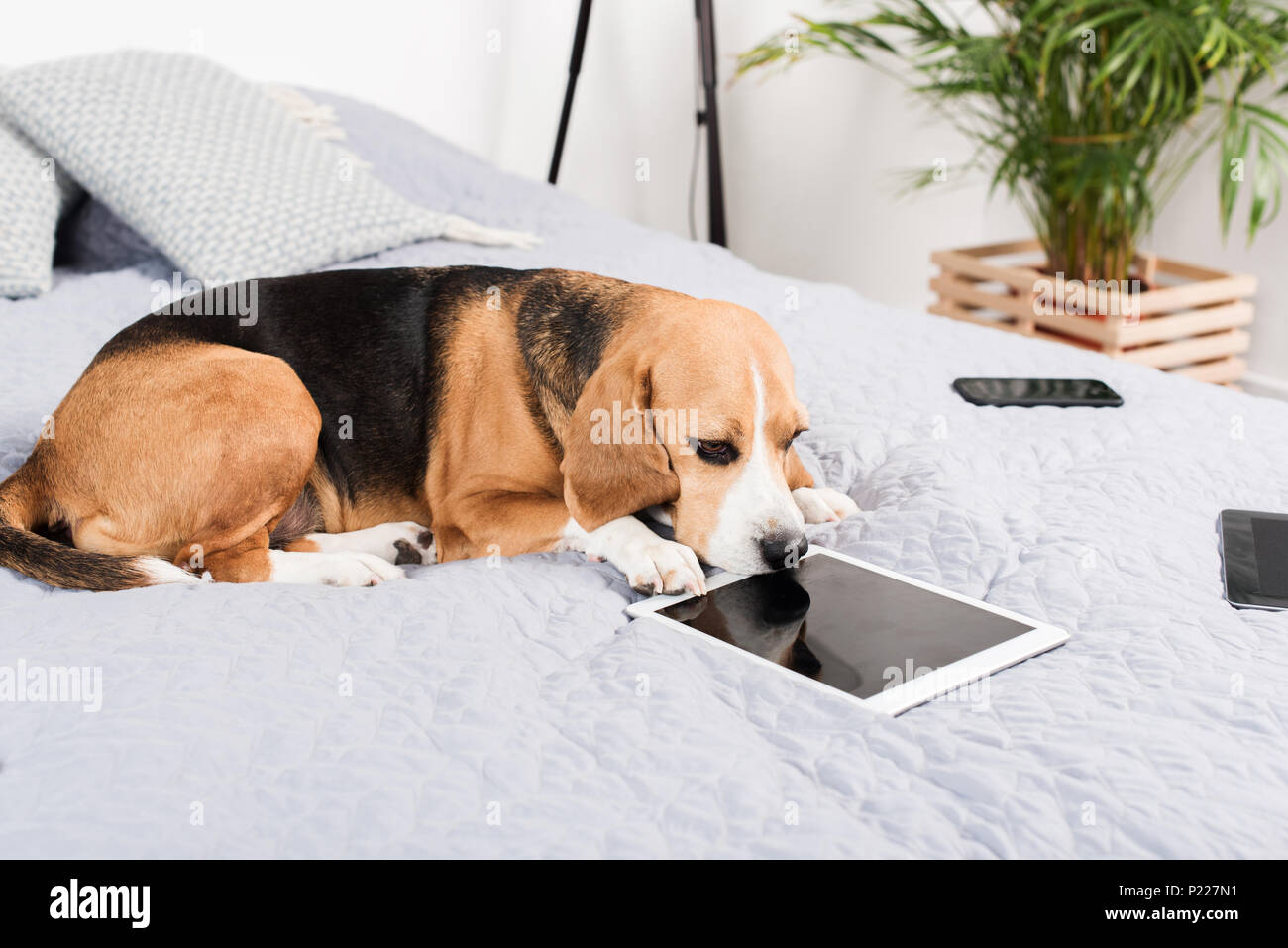 Dog tablets hi-res stock photography and images - Alamy