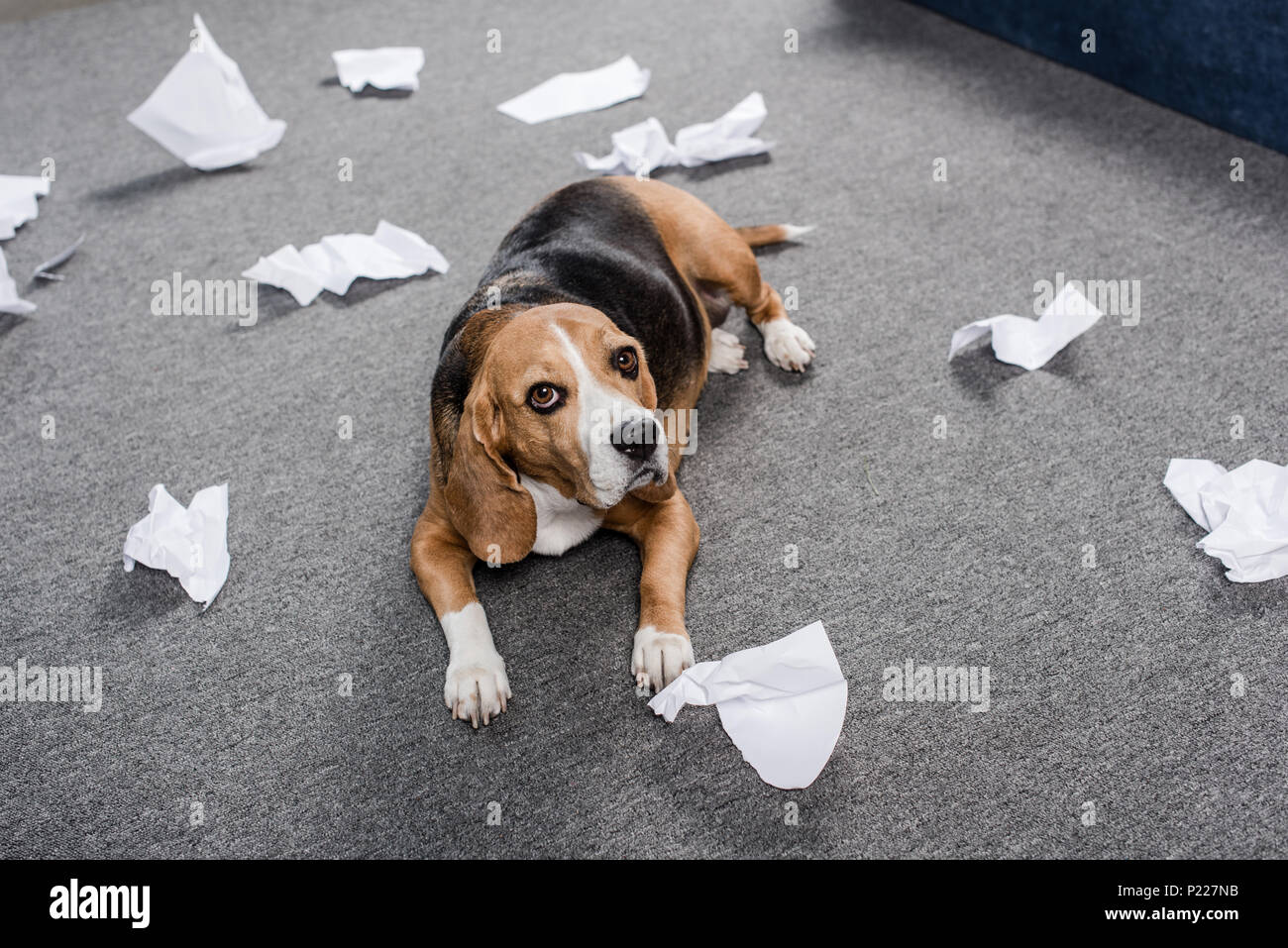 guilty beagle dog with torn paper lying on floor at home Stock Photo ...