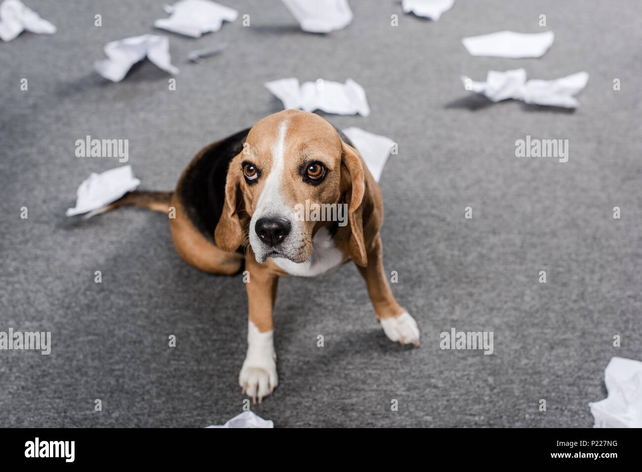 guilty beagle dog with torn paper sitting on floor at home Stock Photo ...