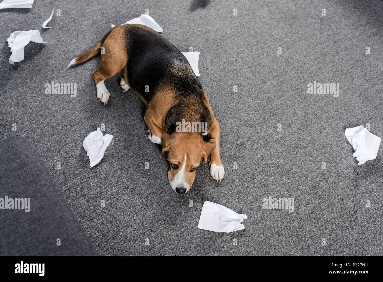 top view of guilty beagle dog with torn paper lying on floor at home ...