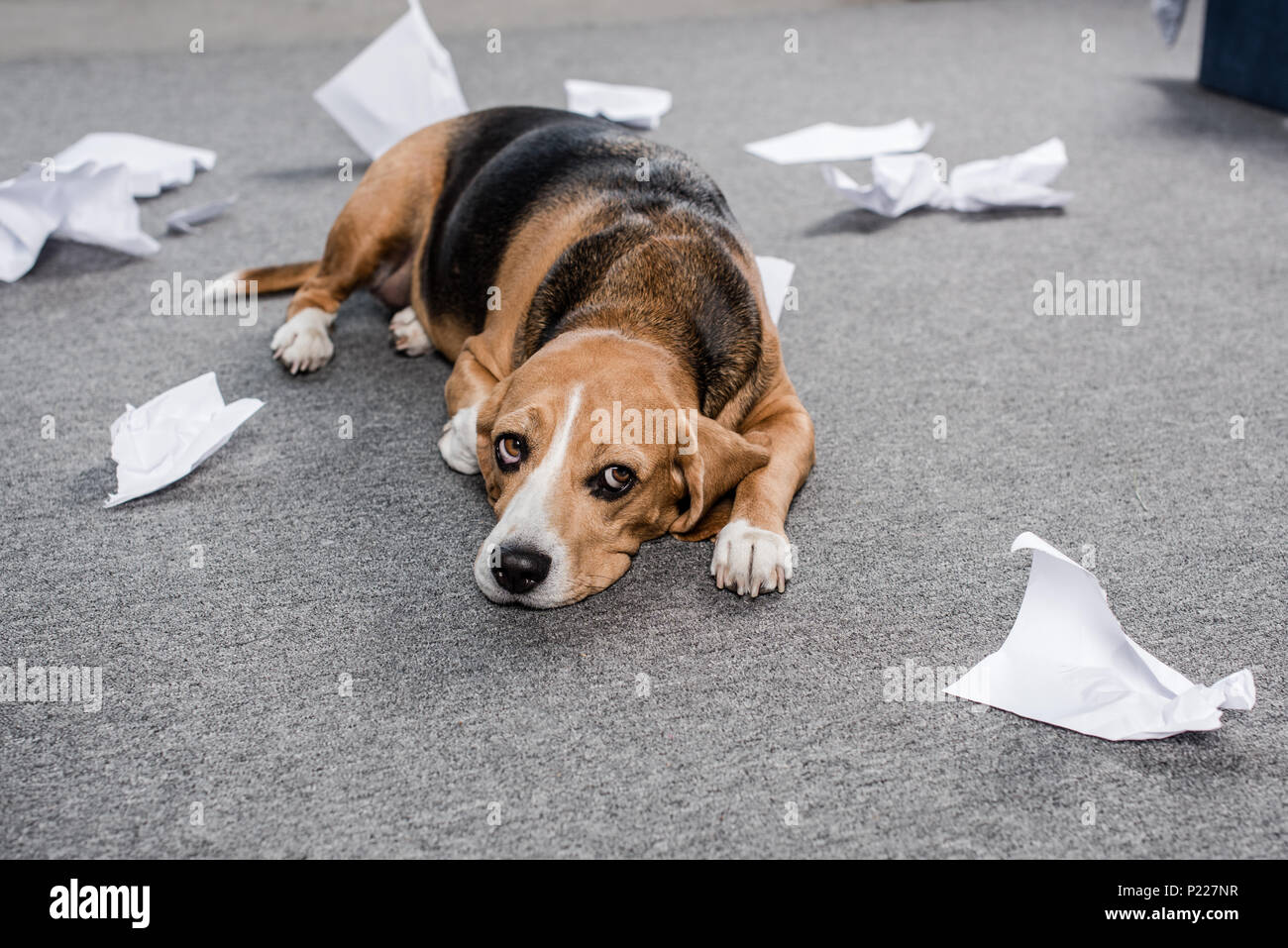 guilty beagle dog with torn paper lying on floor at home Stock Photo ...