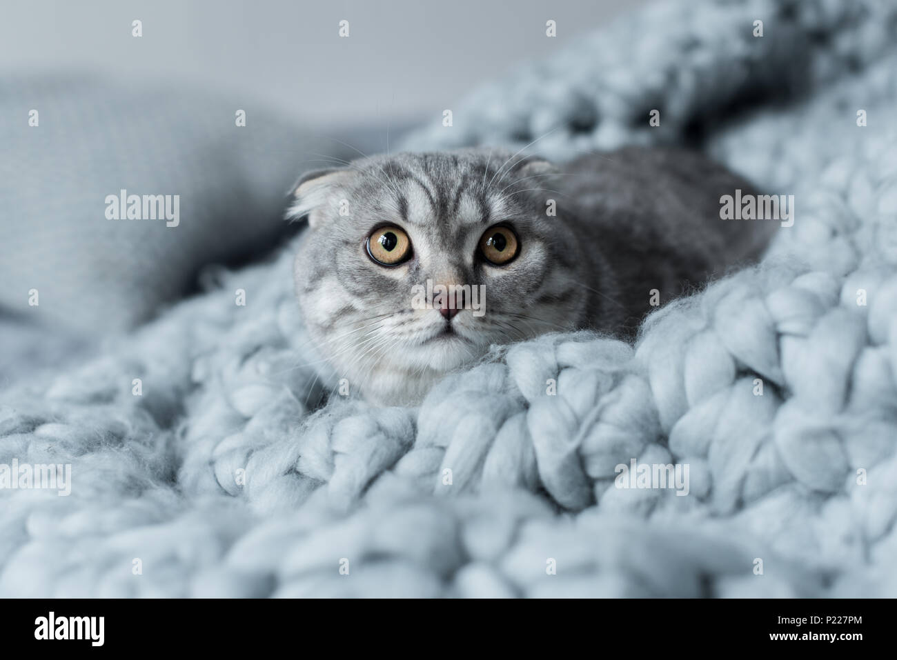 Scared cat indoors hi-res stock photography and images - Alamy