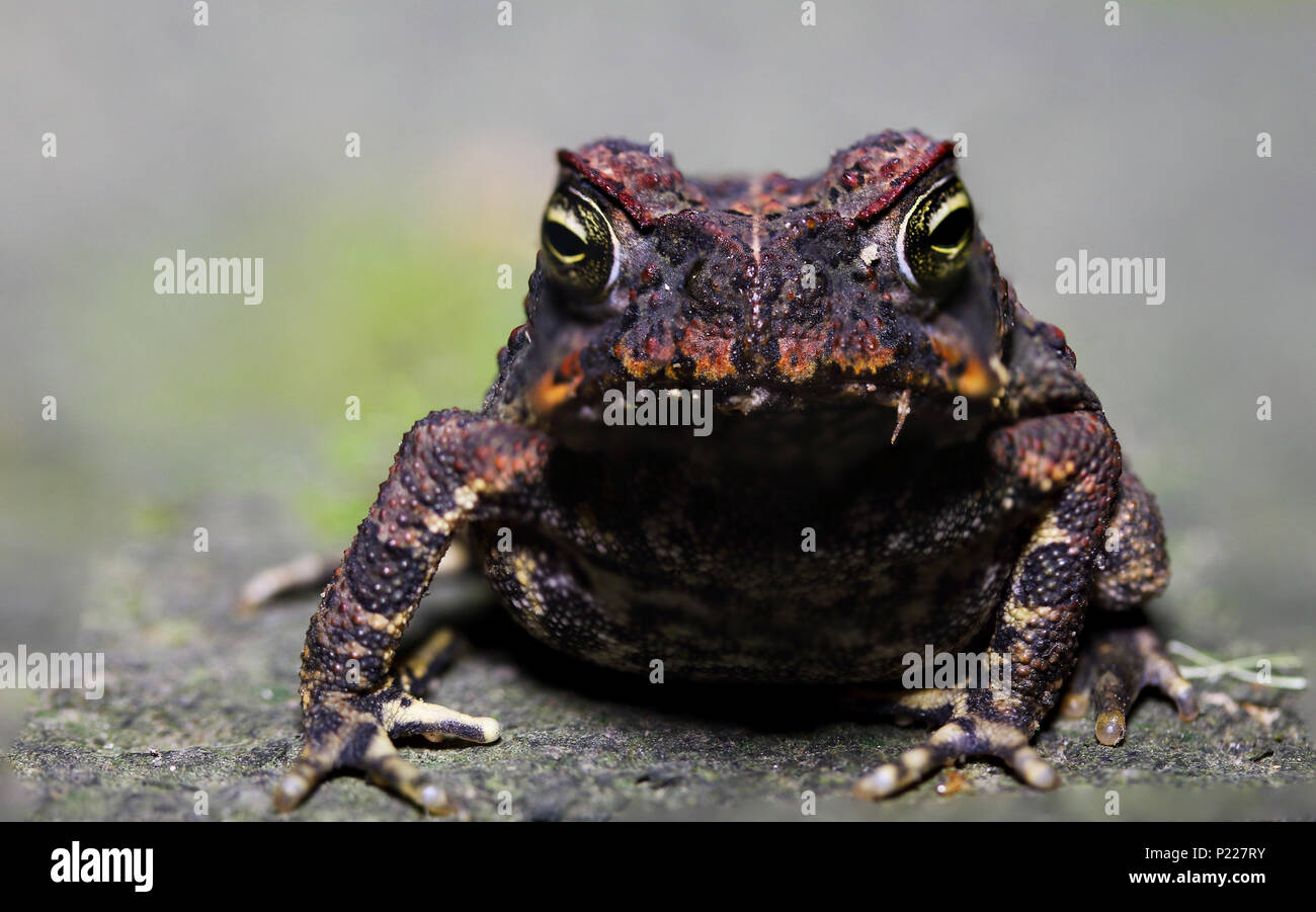juvenile cane toad Stock Photo - Alamy