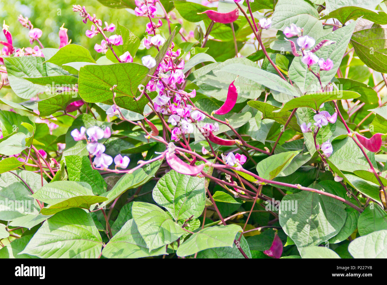 Hyacinth beans hi-res stock photography and images - Alamy