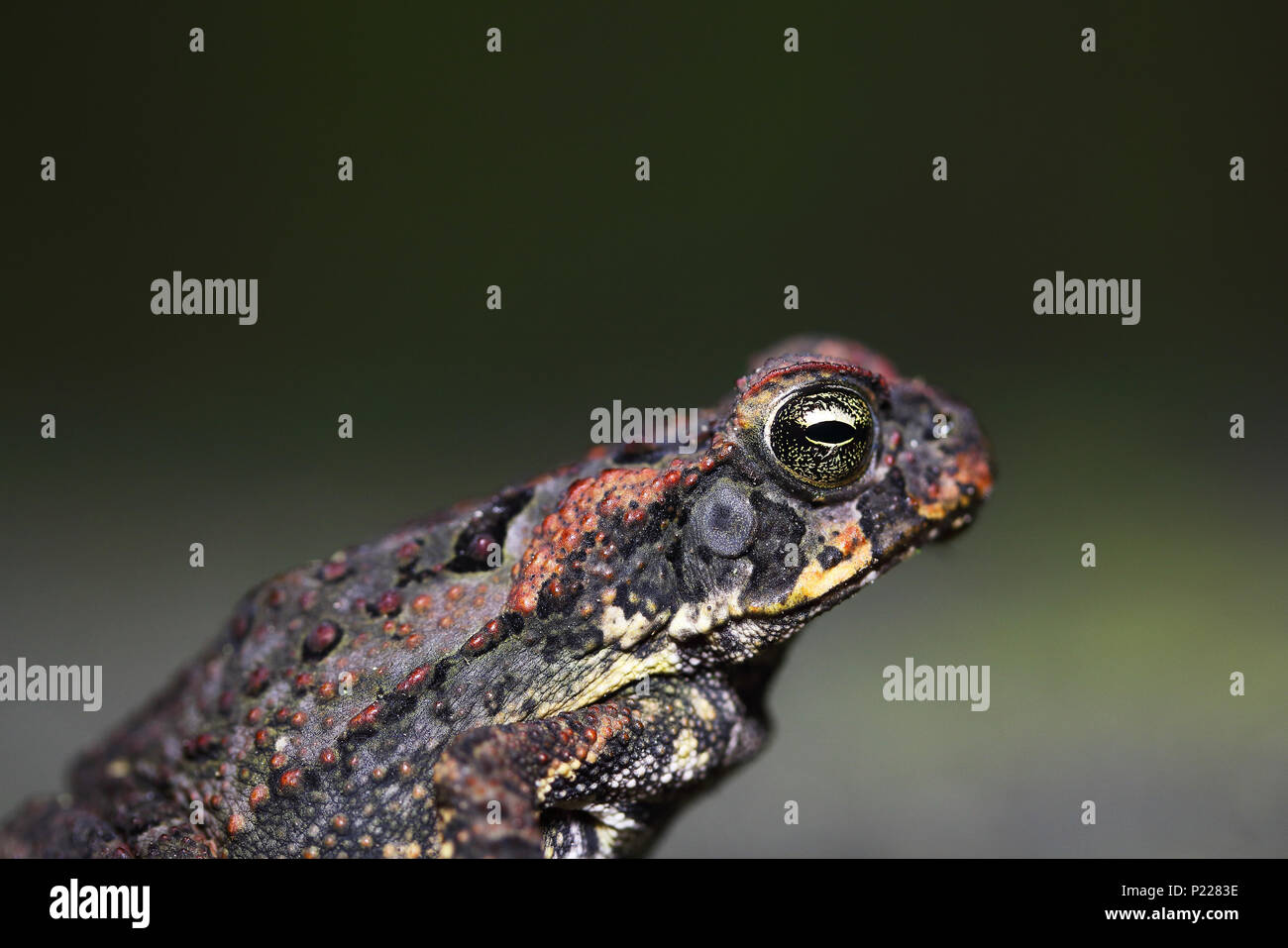juvenile cane toad Stock Photo - Alamy