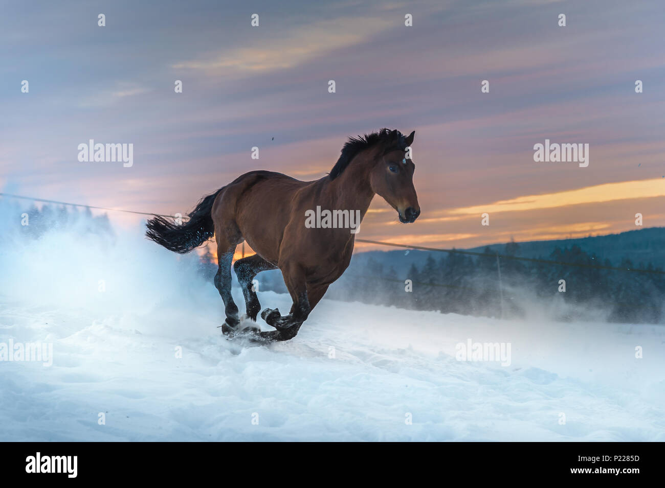 Thoroughbred horse snow hi-res stock photography and images - Alamy