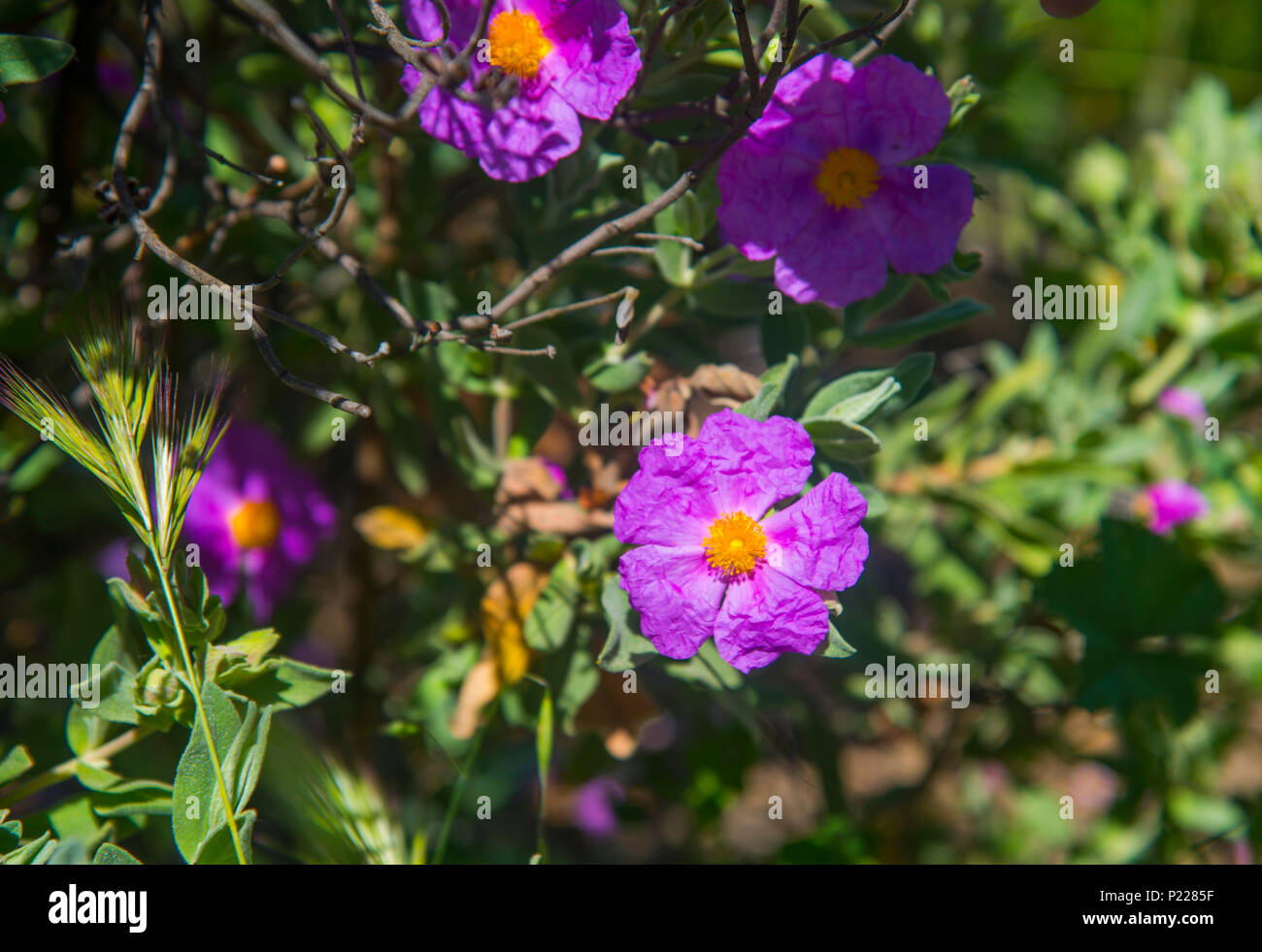Rockrose plant hi-res stock photography and images - Alamy