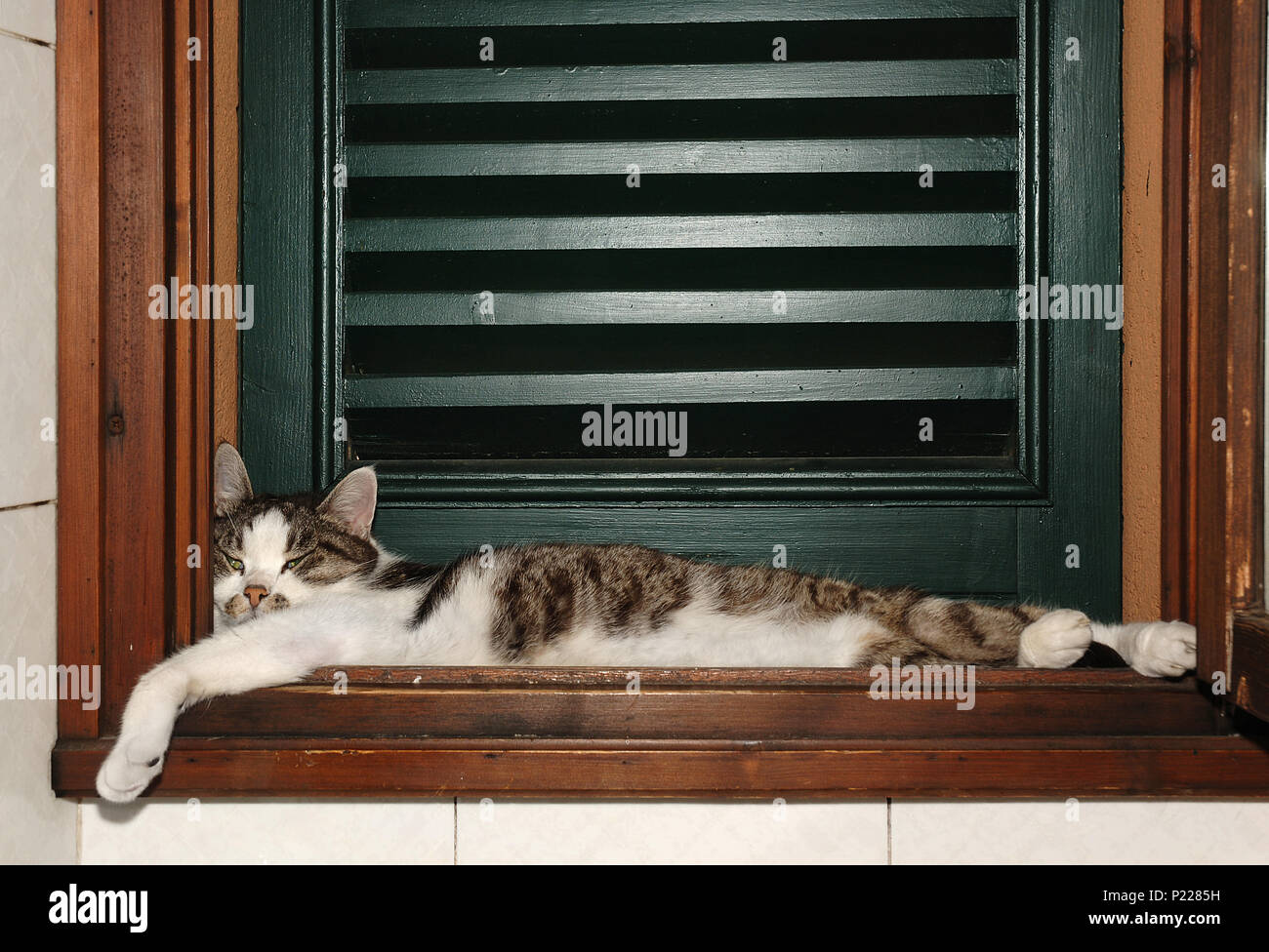 a cat sleeping on a window sill Stock Photo - Alamy