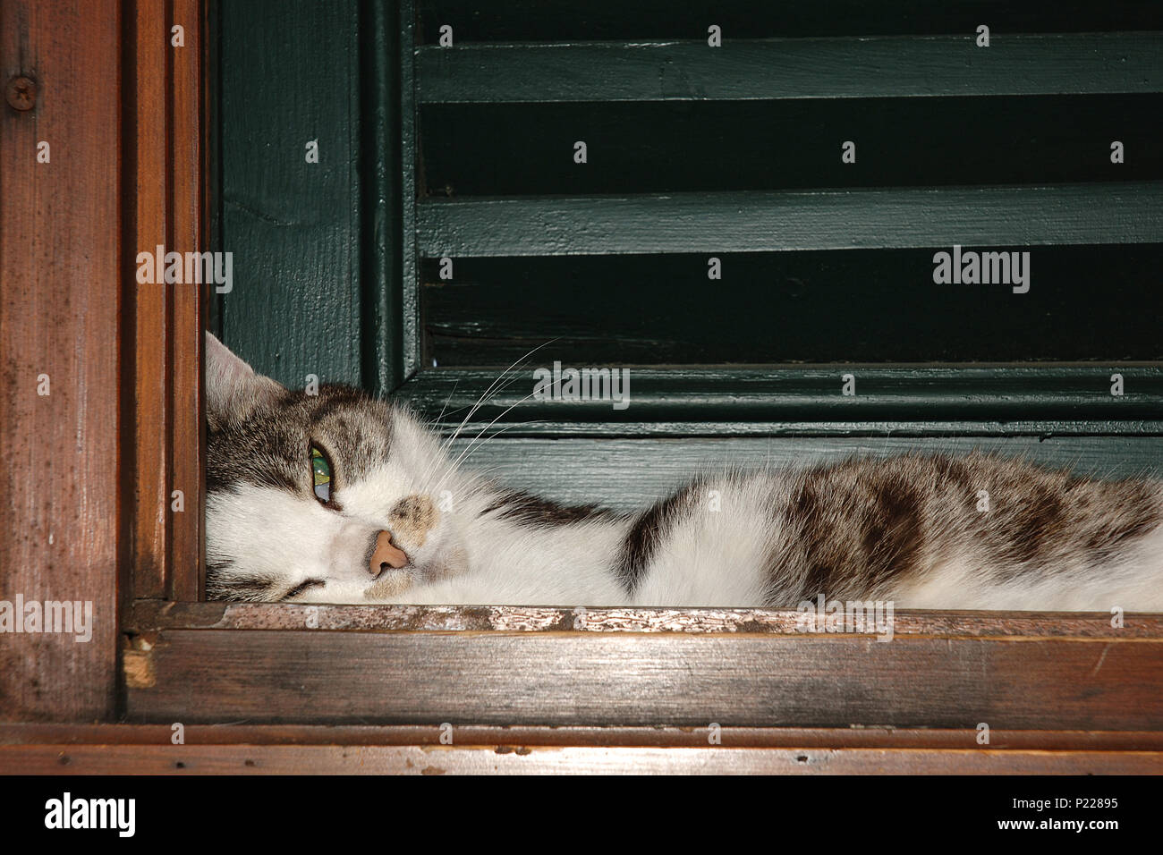 a cat sleeping on a window sill Stock Photo - Alamy