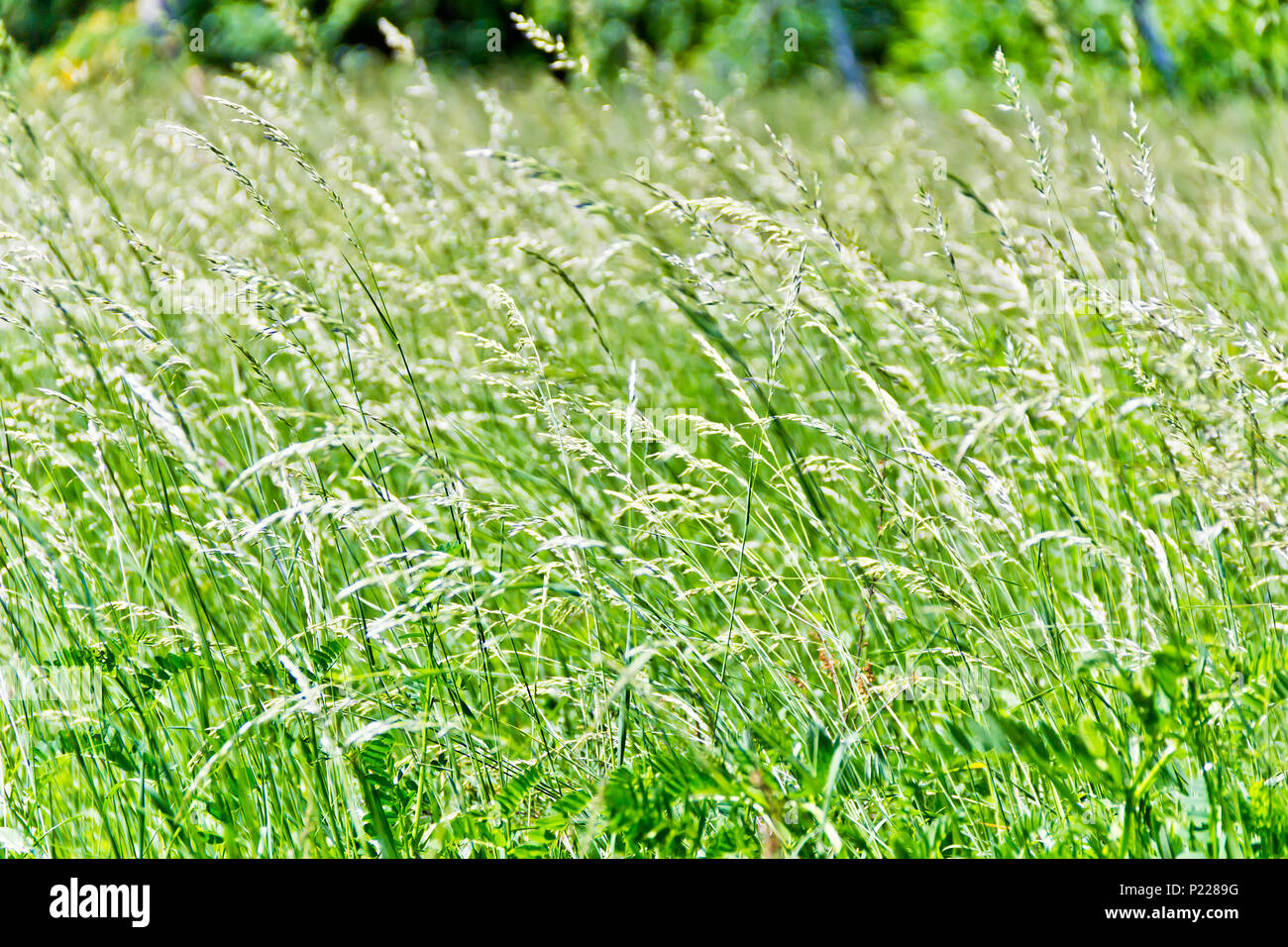 Summer picture of saturate green grass texture Stock Photo - Alamy