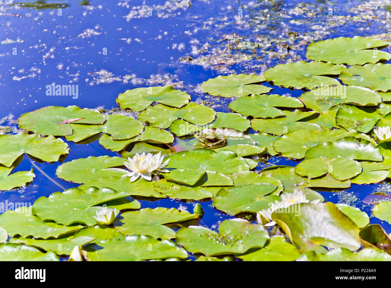 Frog in lake with water lilies in summer sunny day Stock Photo - Alamy