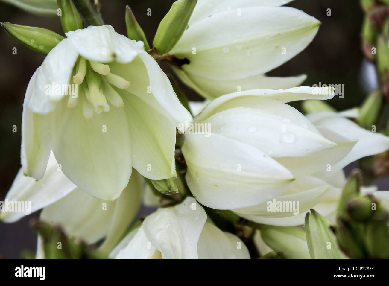 White branch hi-res stock photography and images - Alamy