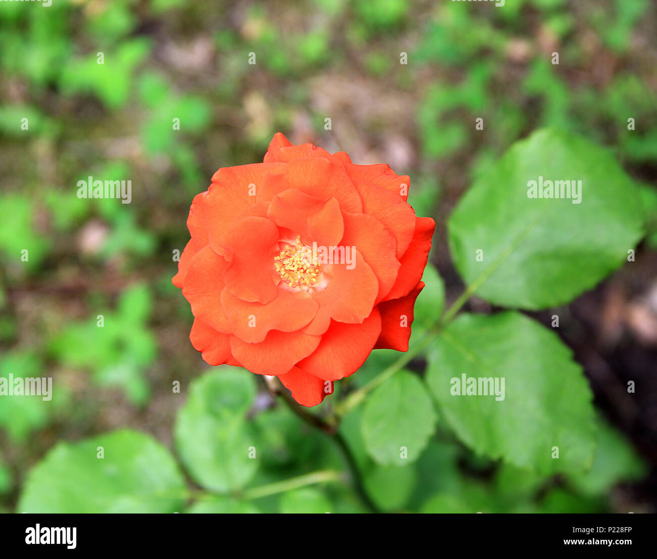 Beautiful red rose on the green background Stock Photo - Alamy