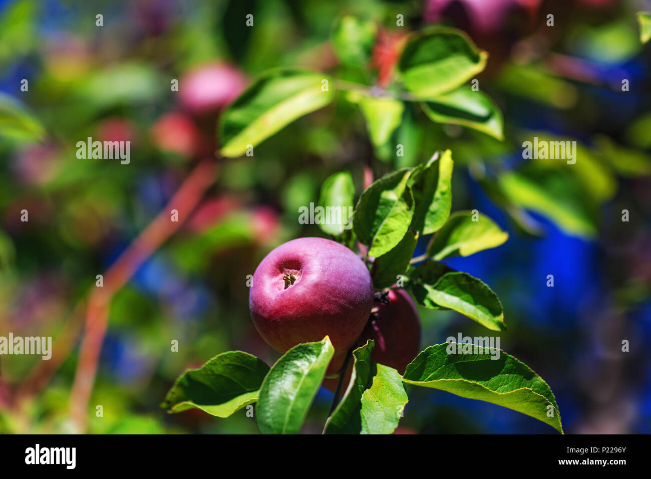 Organic home grown red apple with leaves and stem isolated on a green ...
