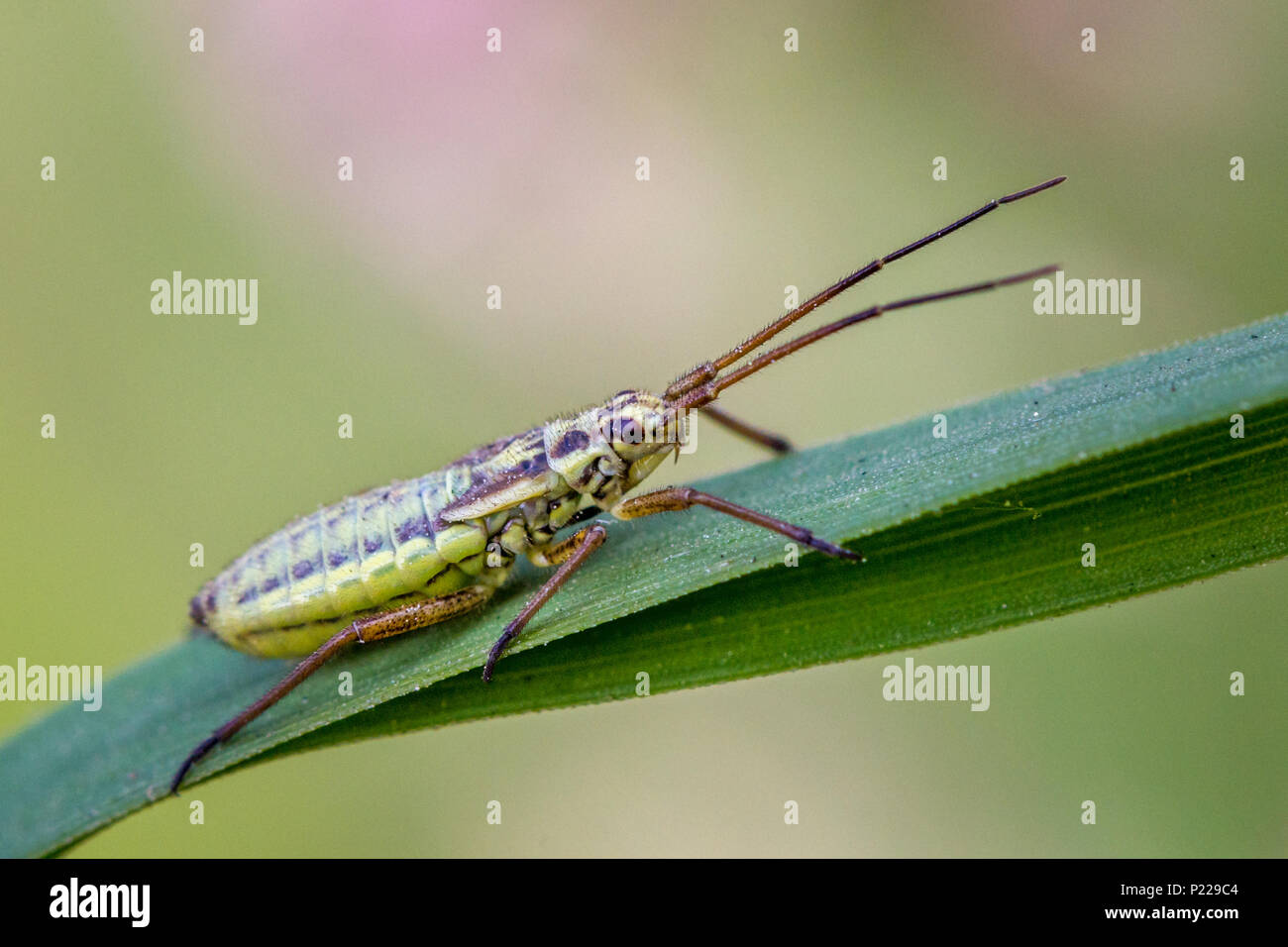 UK wildlife: Grass bug nymph (Leptoterna sp.) perched on a grass stalk ...