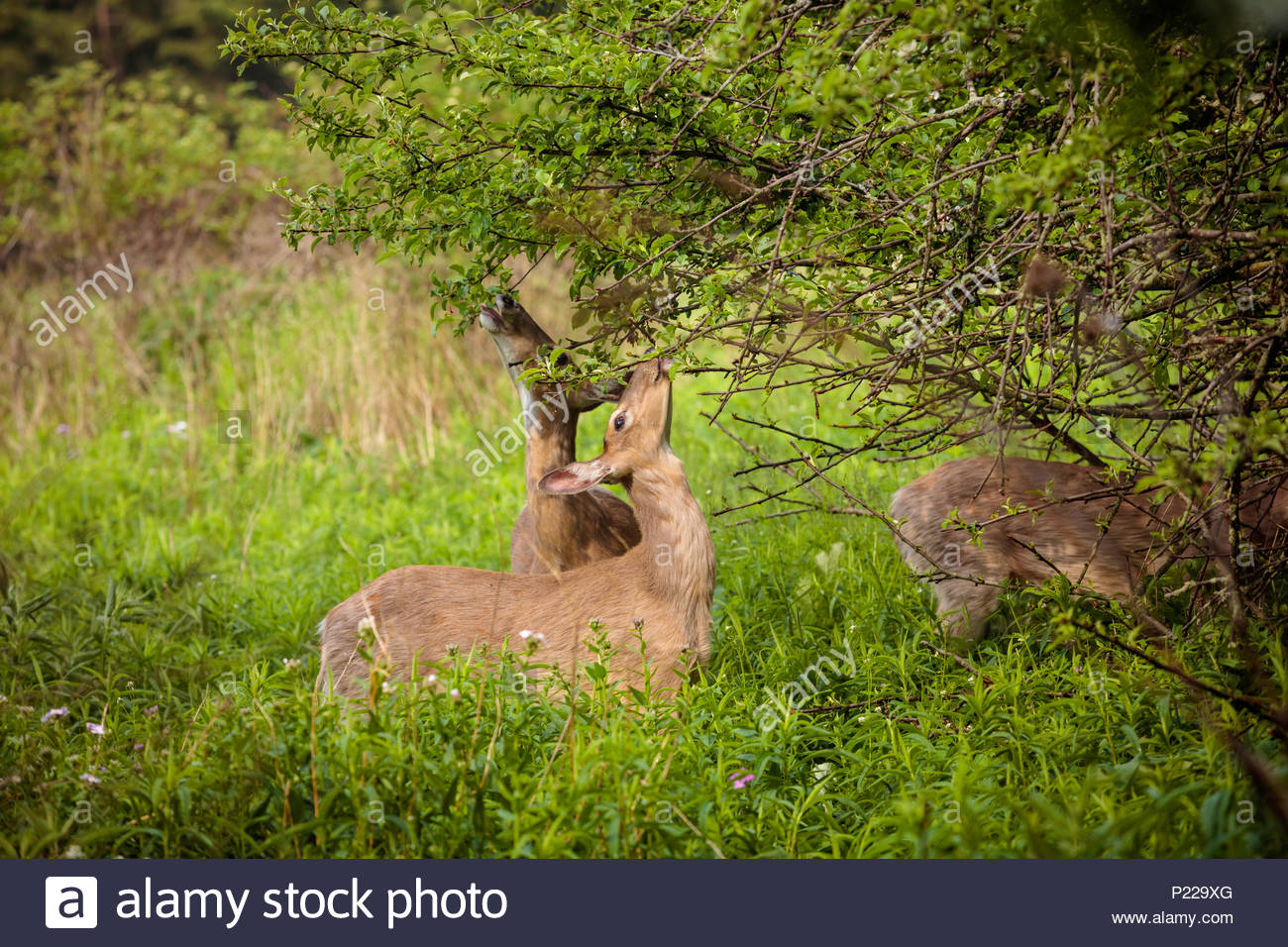 Browsing Tree High Resolution Stock Photography and Images - Alamy
