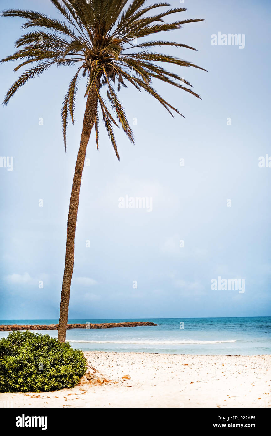 tropical resort with palm tree on sandy beach near ocean Stock Photo ...