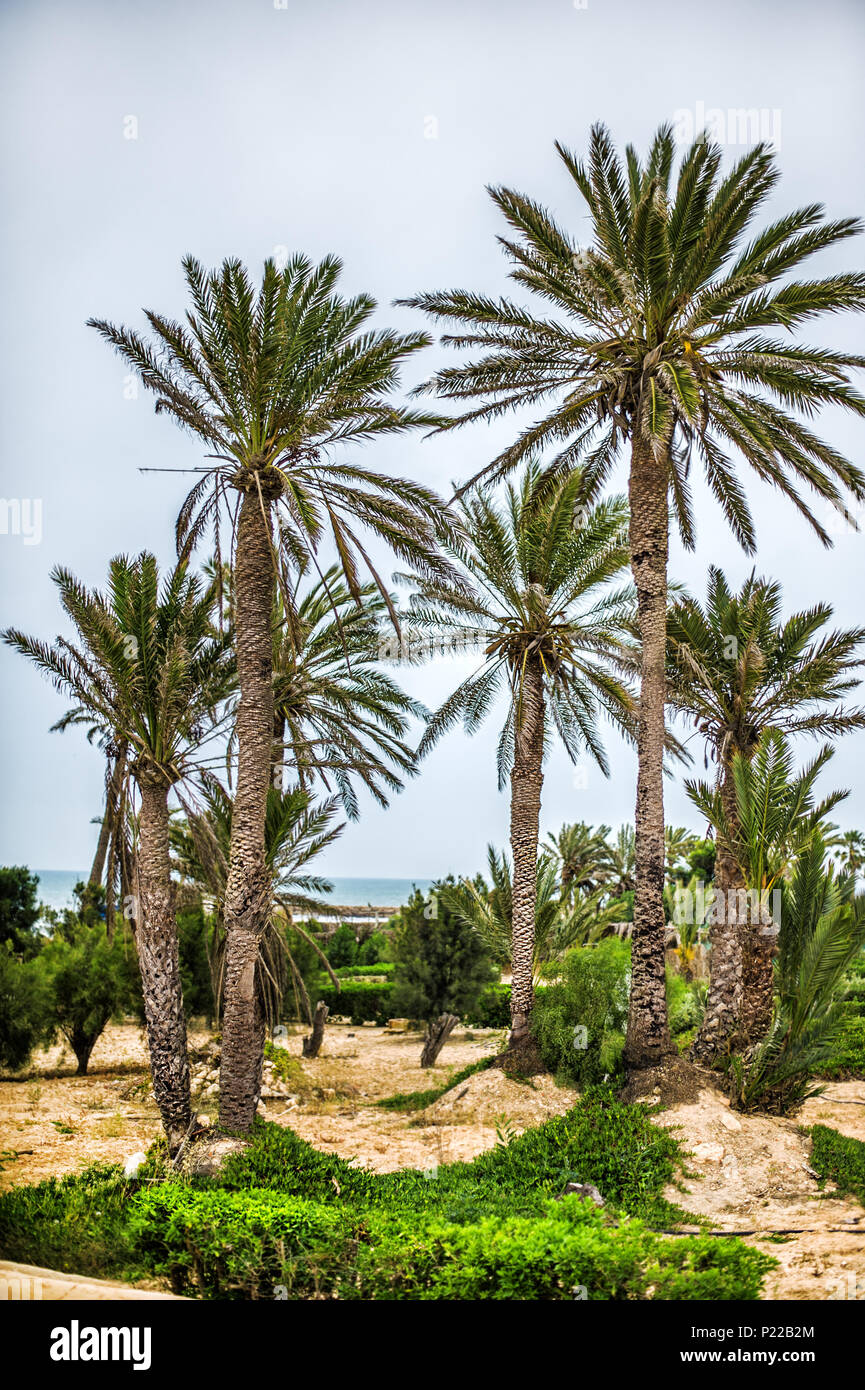 tropical resort with palm trees near beach Stock Photo - Alamy