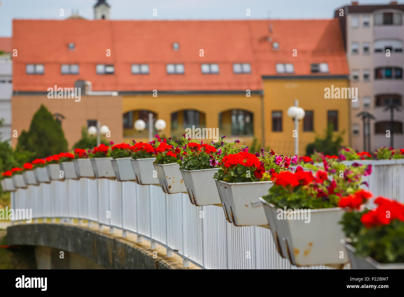 Flowers in pots lined up on the fence of a pedestrian bridge across ...