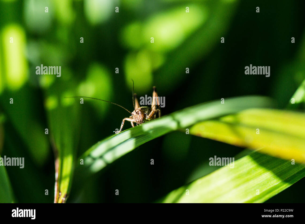 A dark bush-cricket nymph (Pholidoptera griseoaptera) on a leaf Stock ...