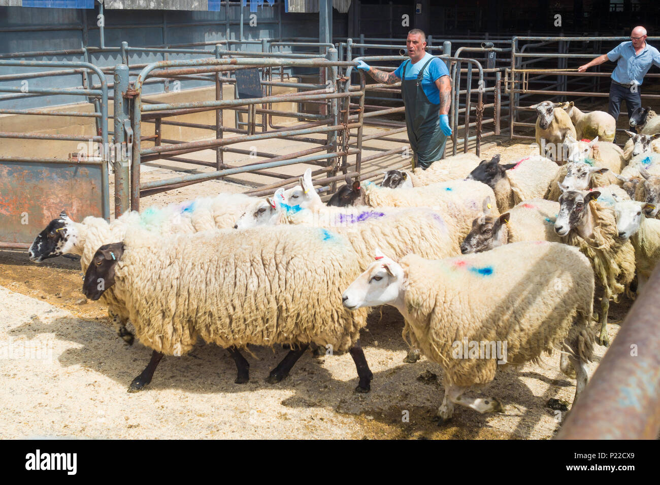 Sheep sold at the Agricultural Auction Mart Northallerton North ...