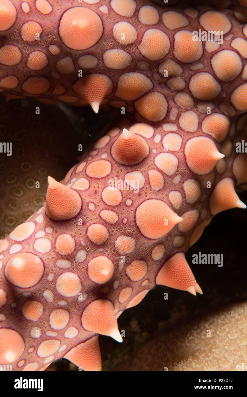 abstract macro image of starfish arm Stock Photo - Alamy