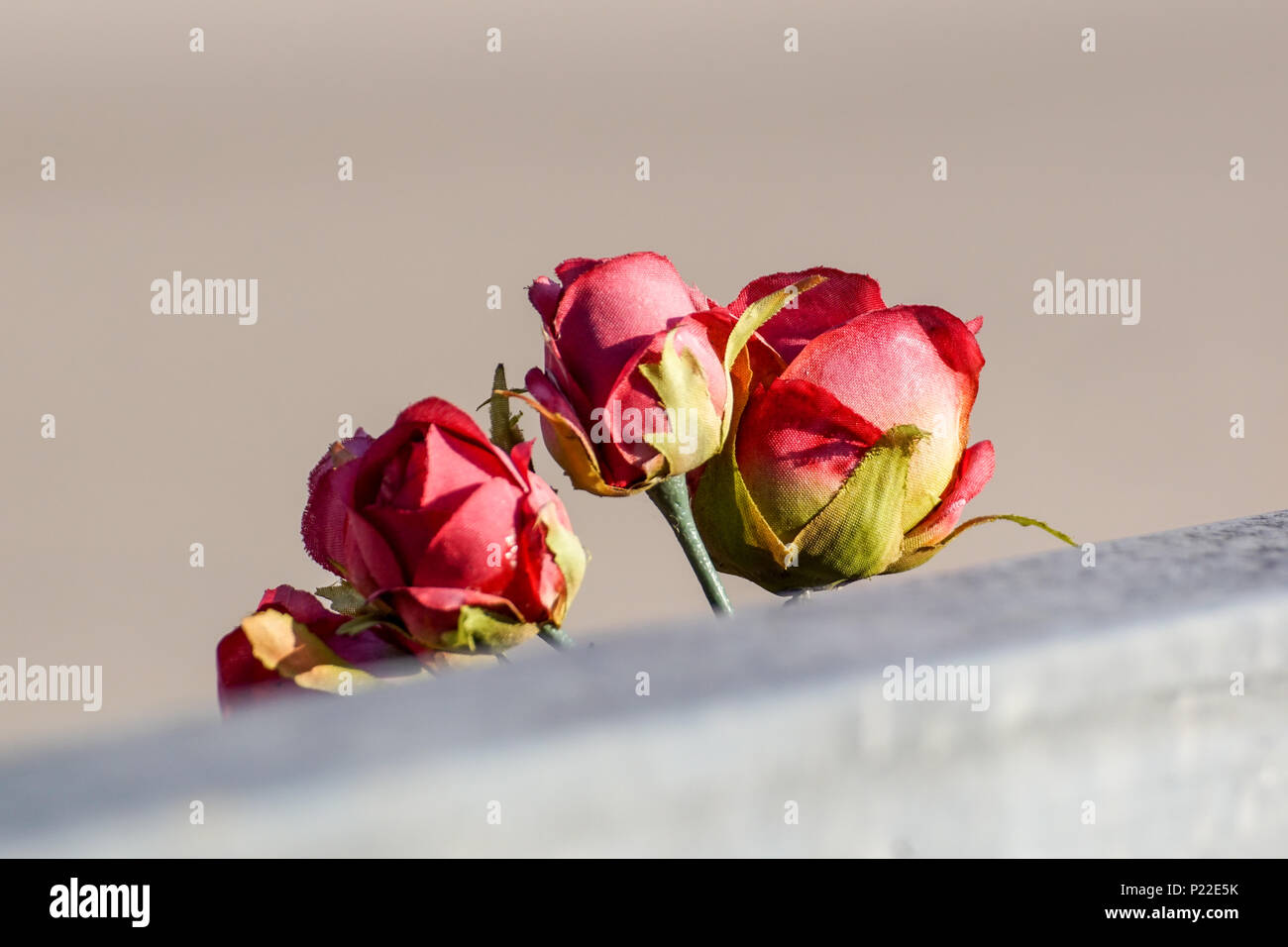 Red roses background, close-up Stock Photo - Alamy