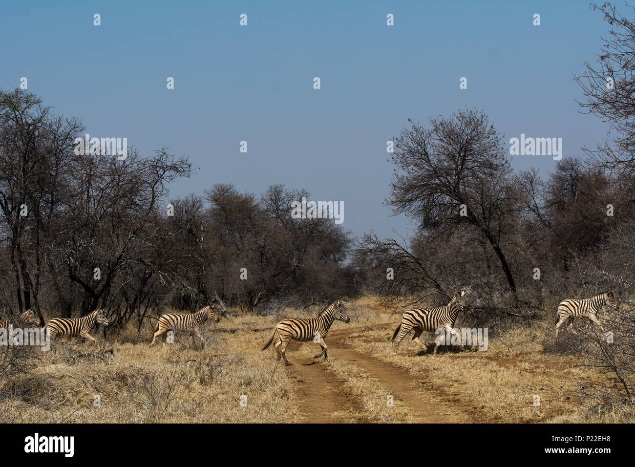 a line of 5 zebra cross a grass track road on safari in south africa ...